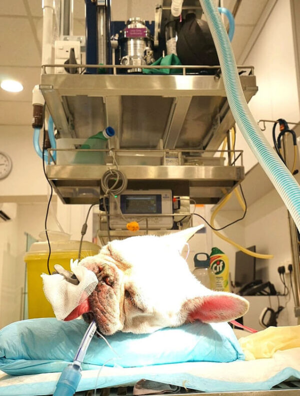 Facilities - Vets for life