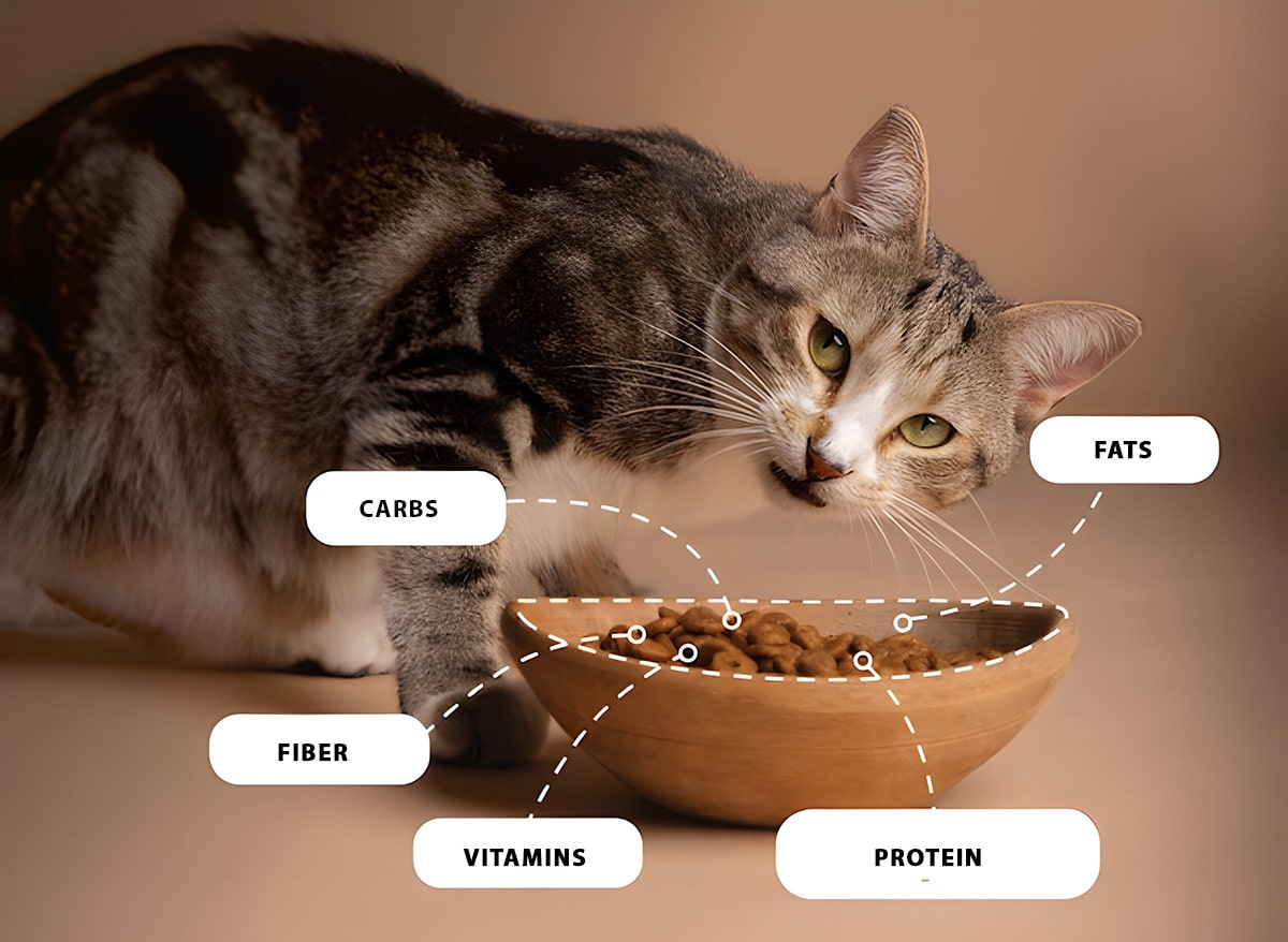 Cat Diet & Nutrition Tips from a Trusted Pet Clinic Singapore