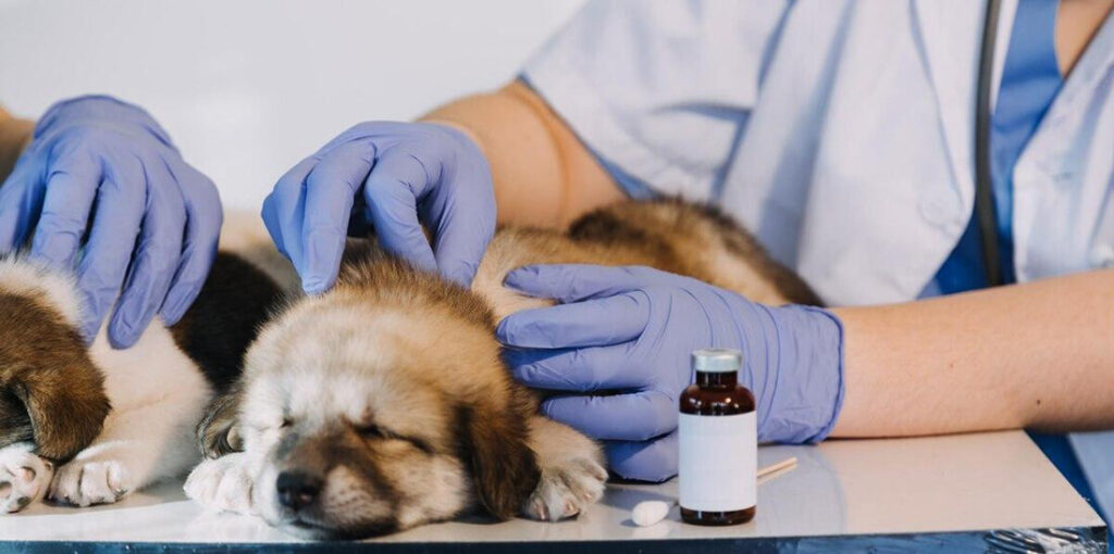 Dog Vaccinations - Vets for Life Animal Clinic