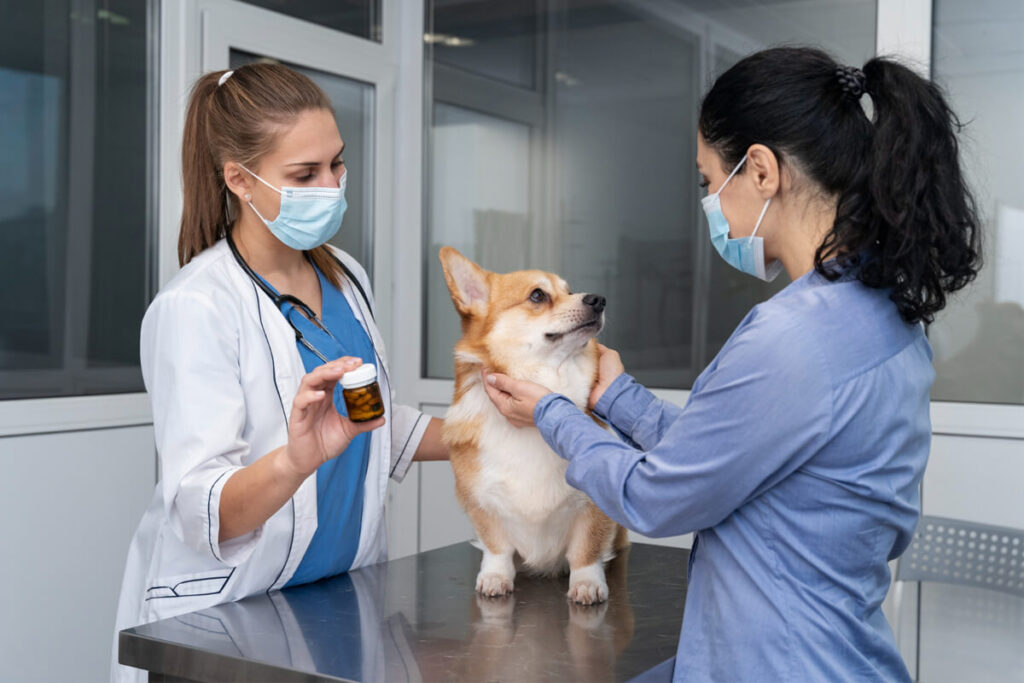 Best Vet Clinic in Singapore: Quality Care for Your Pets